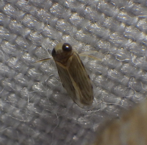 Micronecta ludibunda · iNaturalist