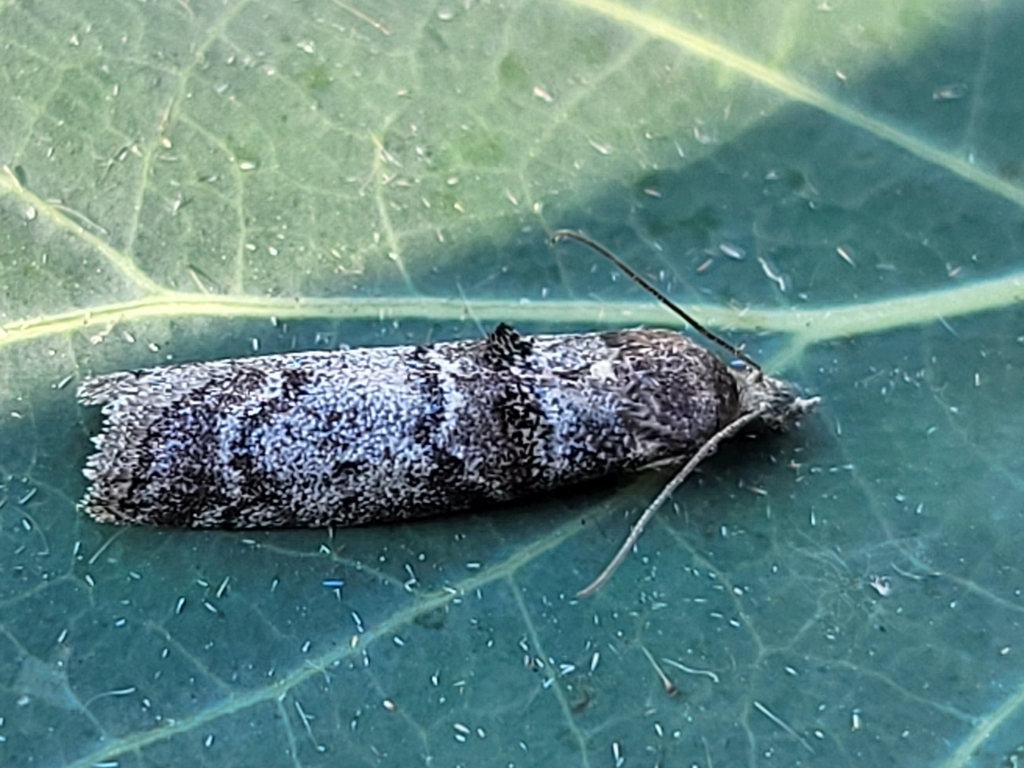 Striped Birch Pyralid Moth from Dillberry Lake Provincial Park on ...