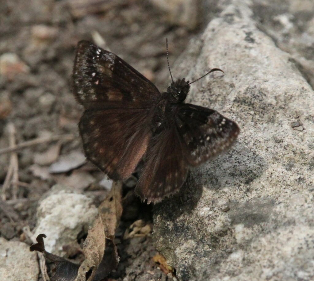 Wild Indigo Duskywing from Wabaunsee County, KS, USA on August 3, 2024 ...