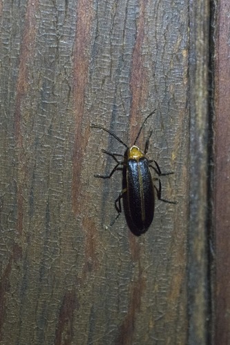 Photuris fulvipes · iNaturalist United Kingdom