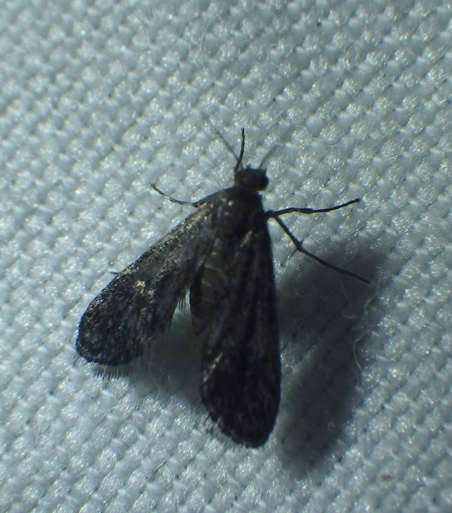 Waterlily Leafcutter Moth from Miami-Dade County, FL, USA on May 25 ...