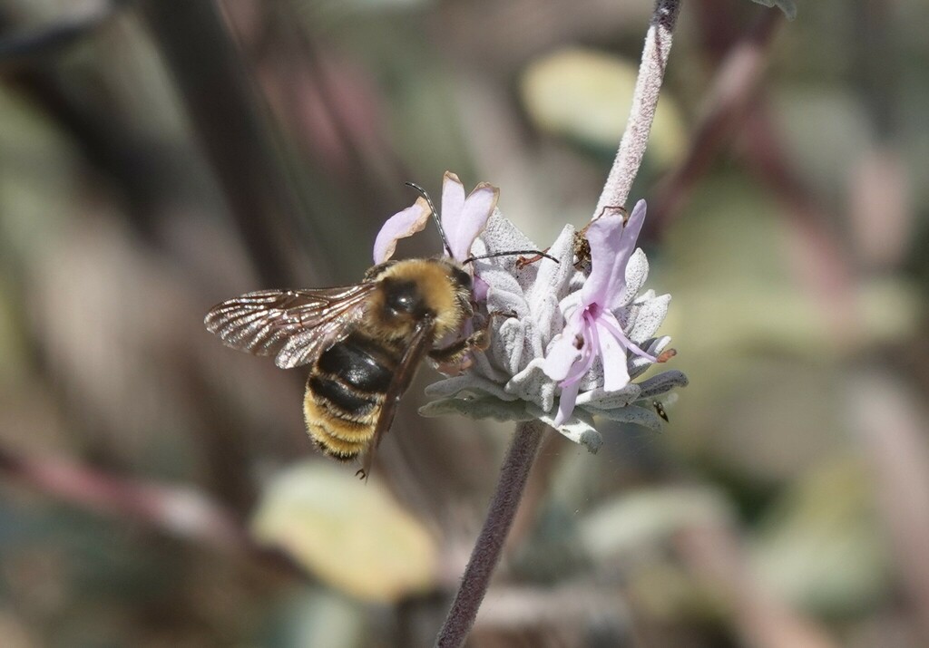 California Bumble Bee from Ventura County, CA, USA on August 02, 2024 ...