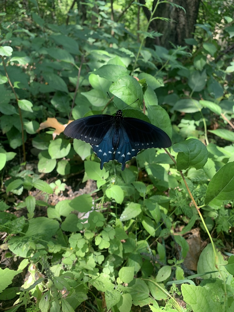 Pipevine Swallowtail from Indiana Dunes National Park, Gary, IN, US on ...