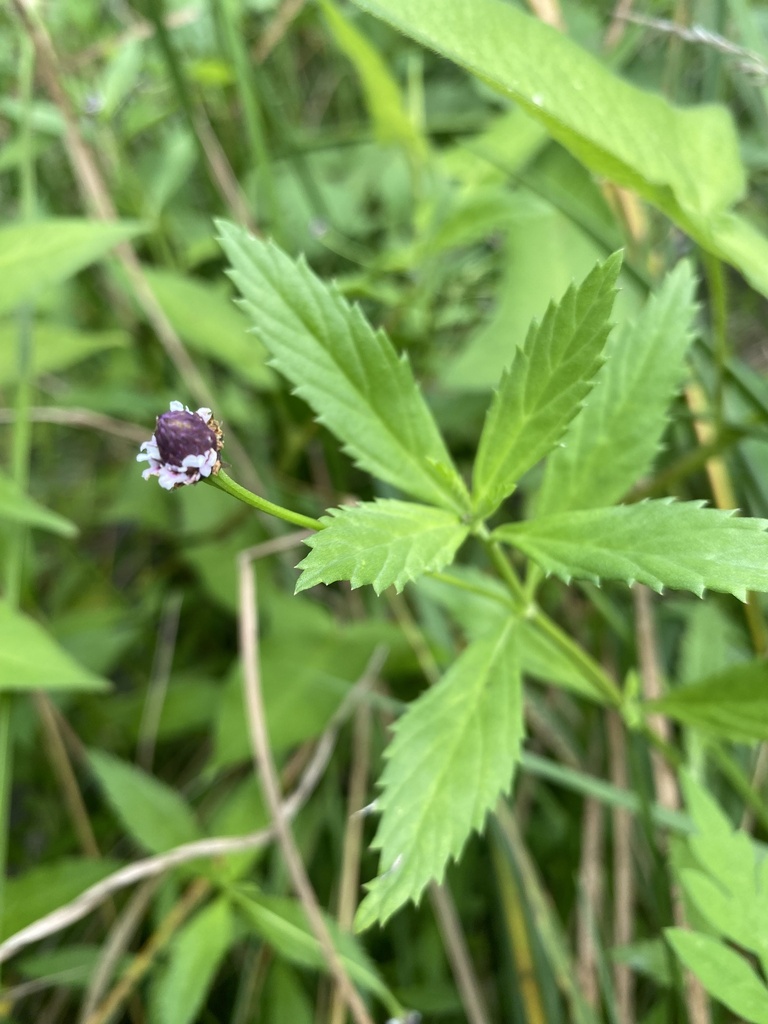 lanceleaf frogfruit in August 2024 by Maeve and Joey Coker · iNaturalist