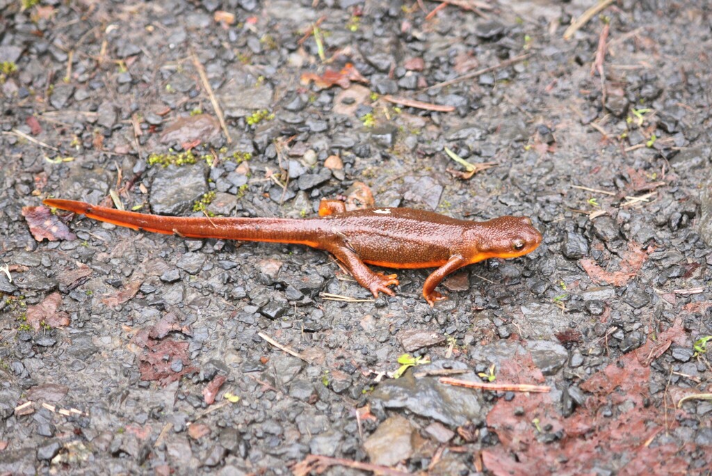 Rough-skinned Newt from Washington County, OR, USA on January 26, 2013 ...