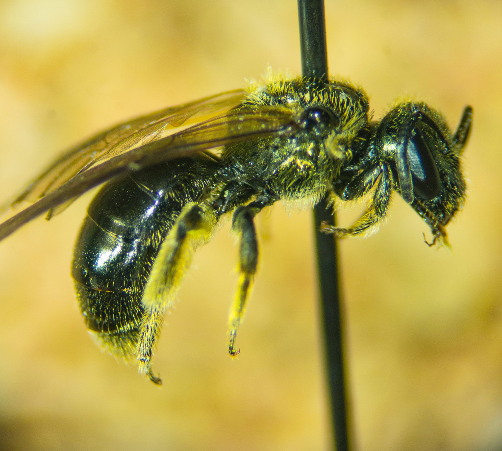 Black-and-green Metallic-Sweat bee from Chautauqua County, NY, USA on ...