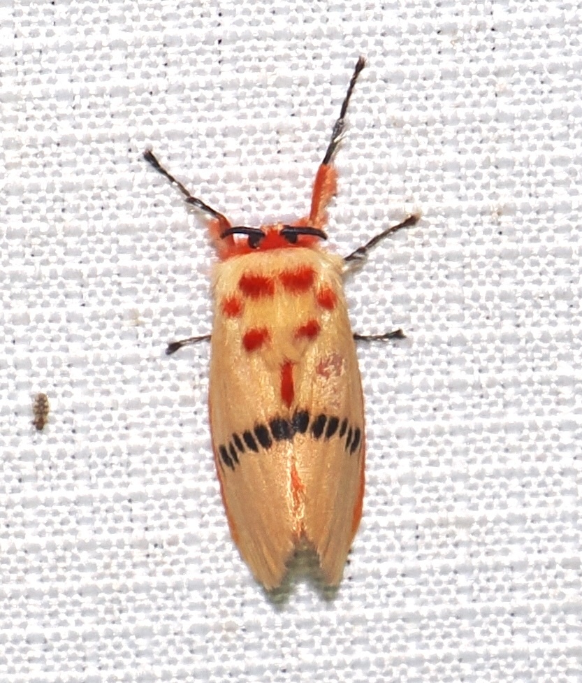 Trosia semirufa from Rio Bigal Reserve, Loreto Cantón, Ecuador on July ...
