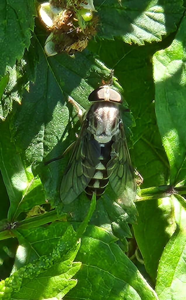 Tabanus molestus from Westover, MD 21871, USA on June 8, 2024 at 11:09 ...