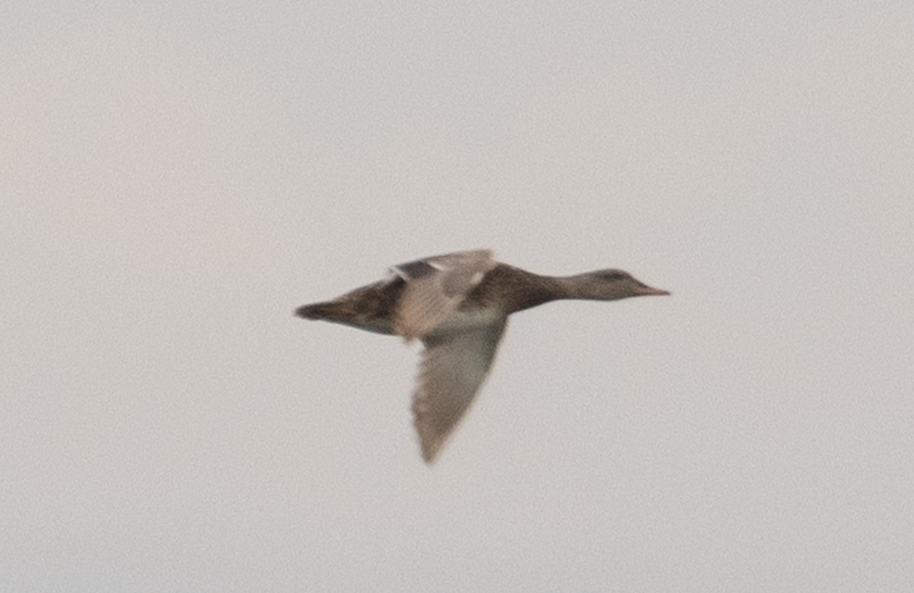Gadwall from Bayandelger, Töv, Mongolia on July 9, 2024 at 08:50 AM by ...