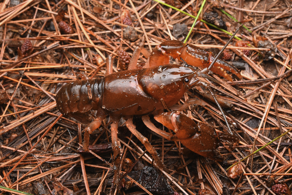 Mitten Crayfish from Buncombe County, NC, USA on July 25, 2024 at 09:06 ...