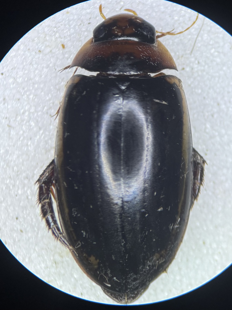 Hydaticus bimarginatus from Dixon Memorial State Forest, Waycross, GA ...