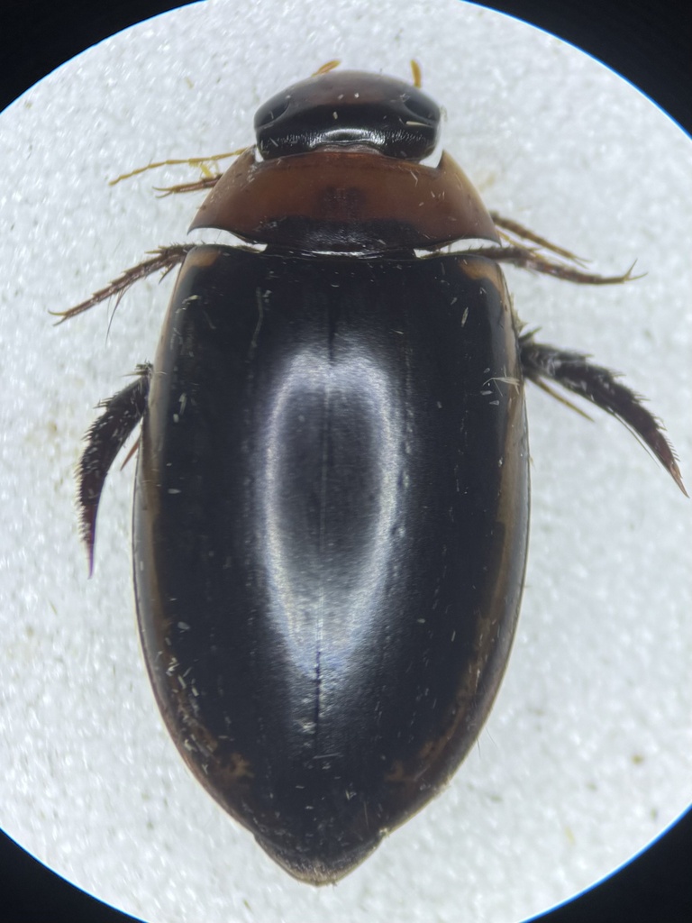 Hydaticus bimarginatus from Dixon Memorial State Forest, Waycross, GA ...
