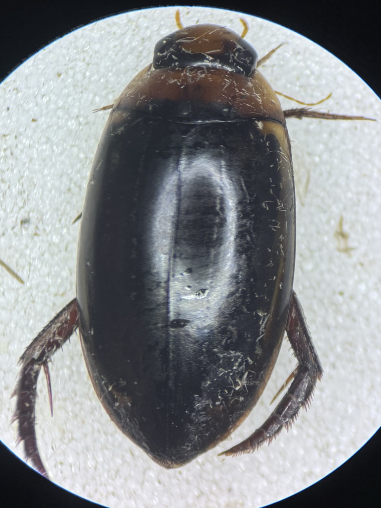 Hydaticus bimarginatus from Dixon Memorial State Forest, Waycross, GA ...