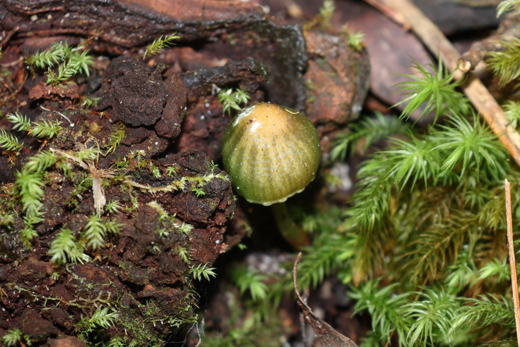 waxcaps from Cooloola QLD 4580, Australia on August 3, 2024 at 09:02 PM ...