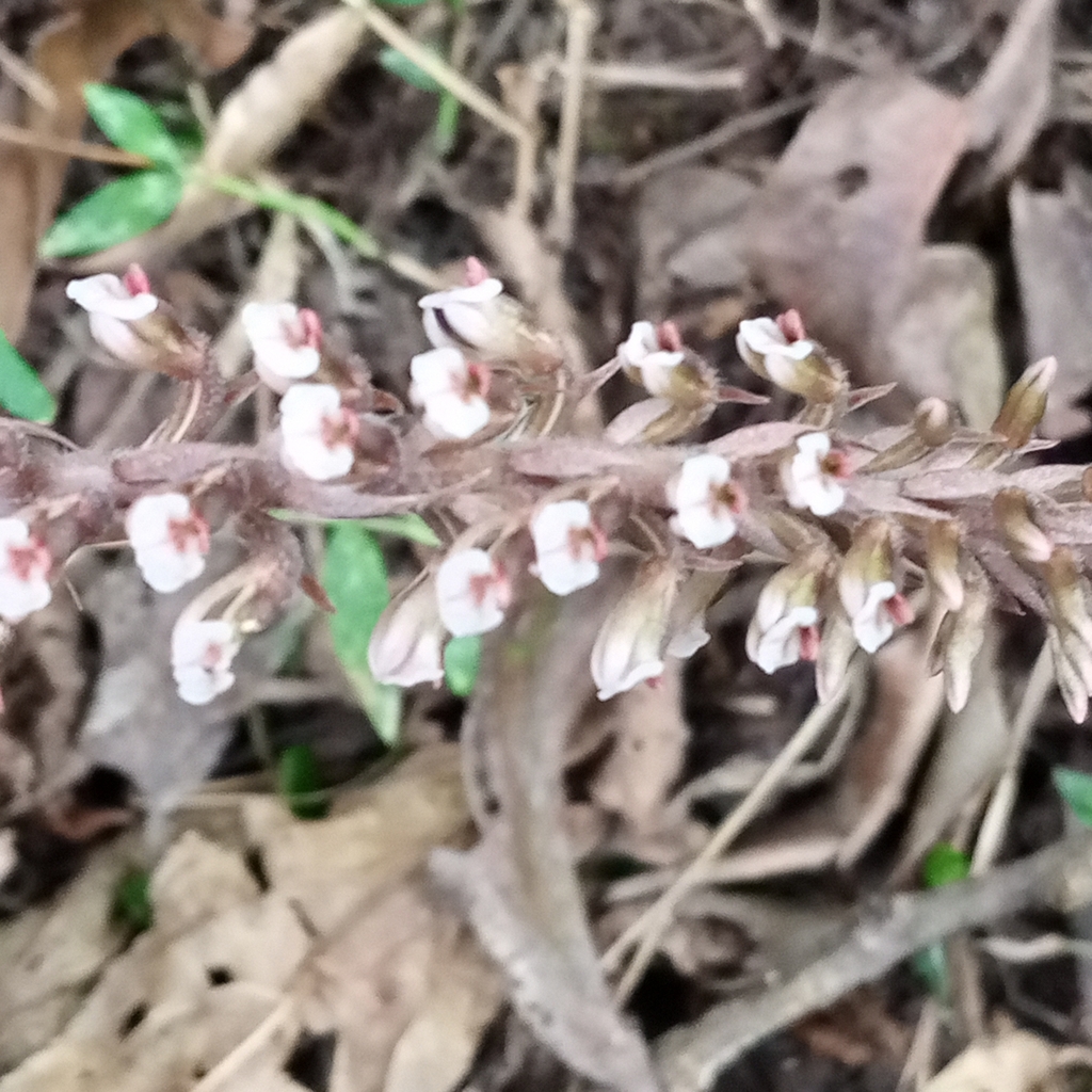 Cyclopogon elatus from Loja, EC-LJ, EC on August 5, 2024 at 04:11 PM by ...