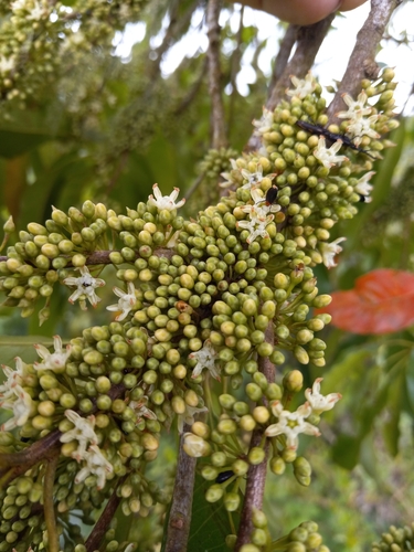 Subspecies Sideroxylon portoricense portoricense · iNaturalist