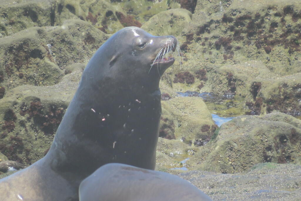 California Sea Lion from La Jolla Cove, San Diego, CA 92037, USA on ...