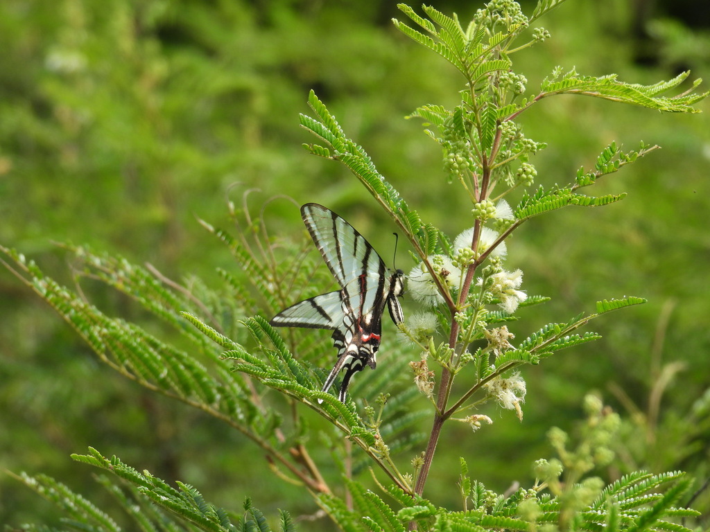Protographium epidaus epidaus from Los Ángeles, 29019 Tuxtla Gutiérrez ...