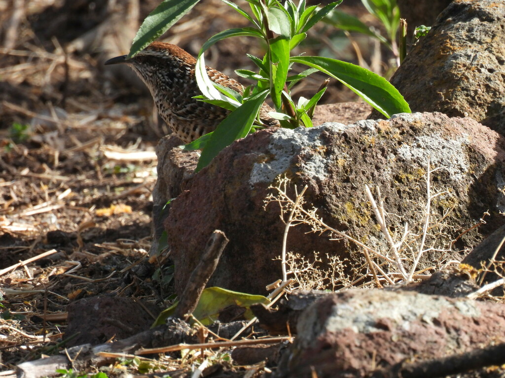 Spotted Wren from San Luis de la Paz, Gto., México on February 14, 2024 ...