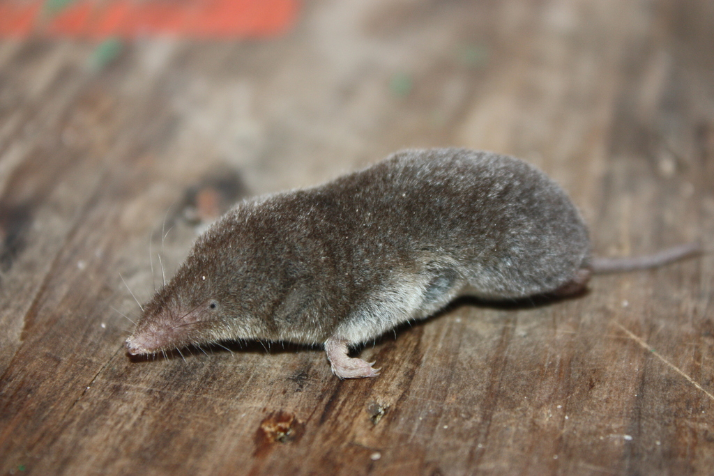 Large-eared Gray Shrew from Escuinapa, Sin., México on July 23, 2014 at ...