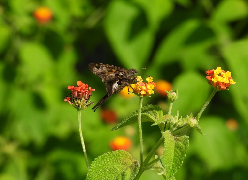 Zilpa Longtail from Los Ángeles, 29019 Tuxtla Gutiérrez, Chis., México ...