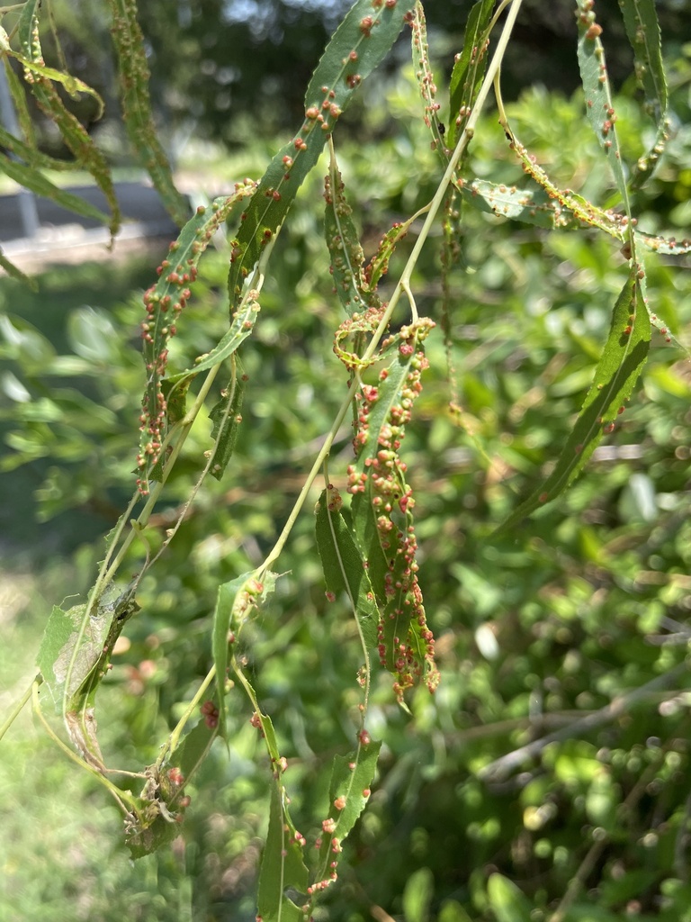 Willow Bead Gall Mite from Cedar Hill State Park, Cedar Hill, TX, US on ...