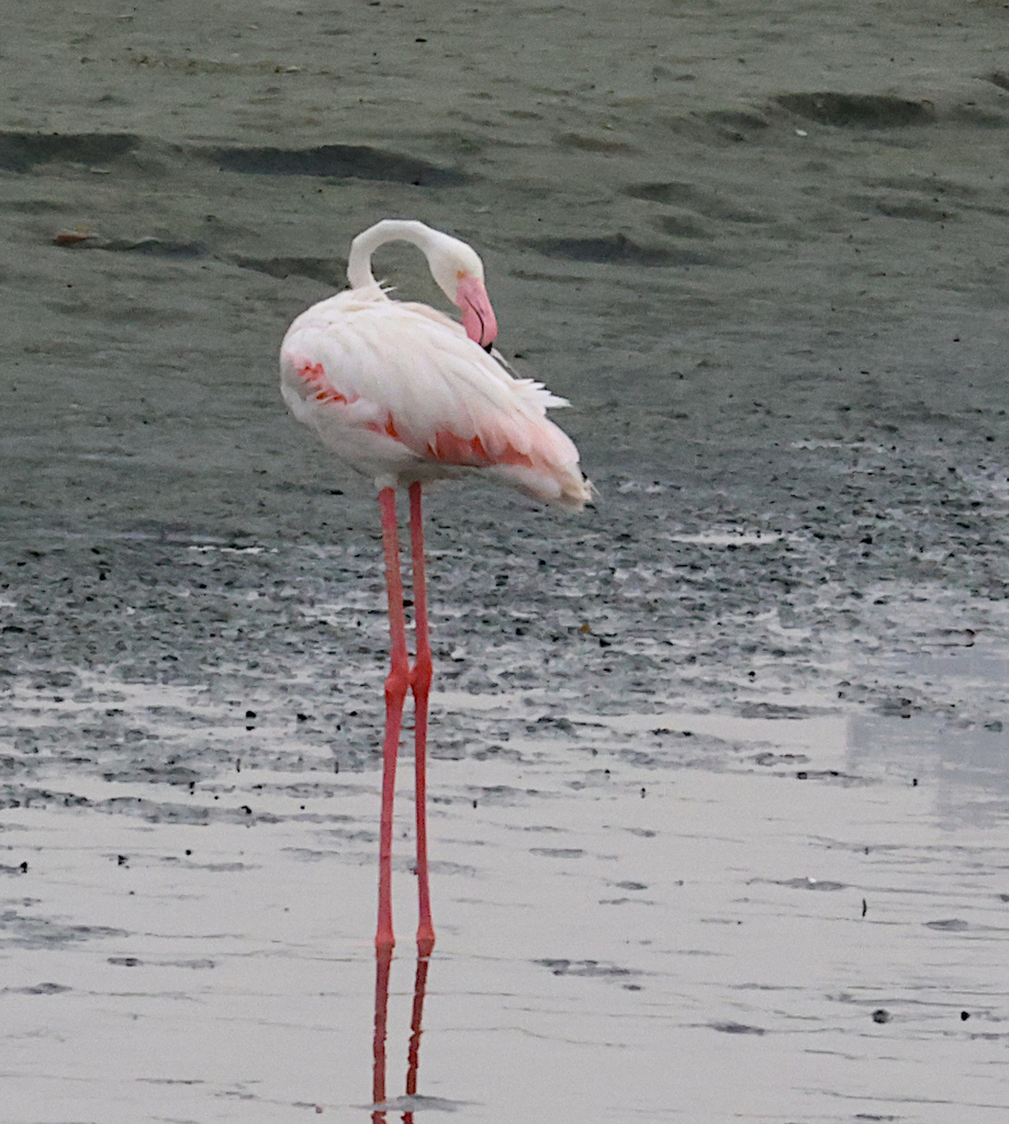 Greater Flamingo from Flamingo Hide, Ras Al Khor - Dubai - United Arab ...