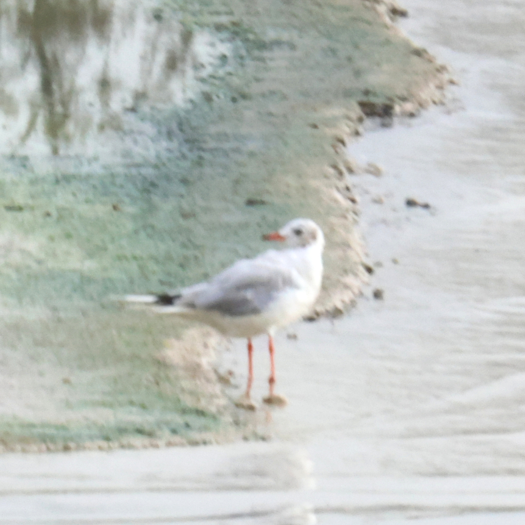 Black-headed Gull from Mangrove Hide, Ras Al Khor - Dubai - United Arab ...