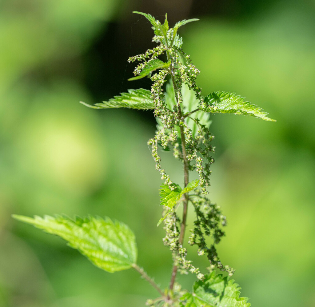 great stinging nettle from Coquitlam, BC, Canada on August 3, 2024 at ...