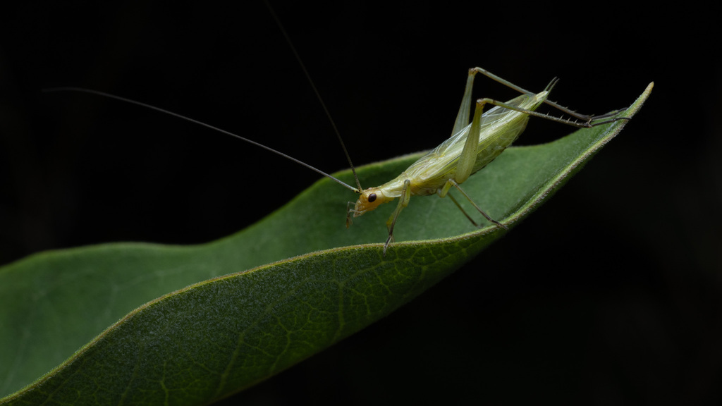 Common Tree Crickets from Frédéric-Back Park, 2345 Rue Jarry E ...
