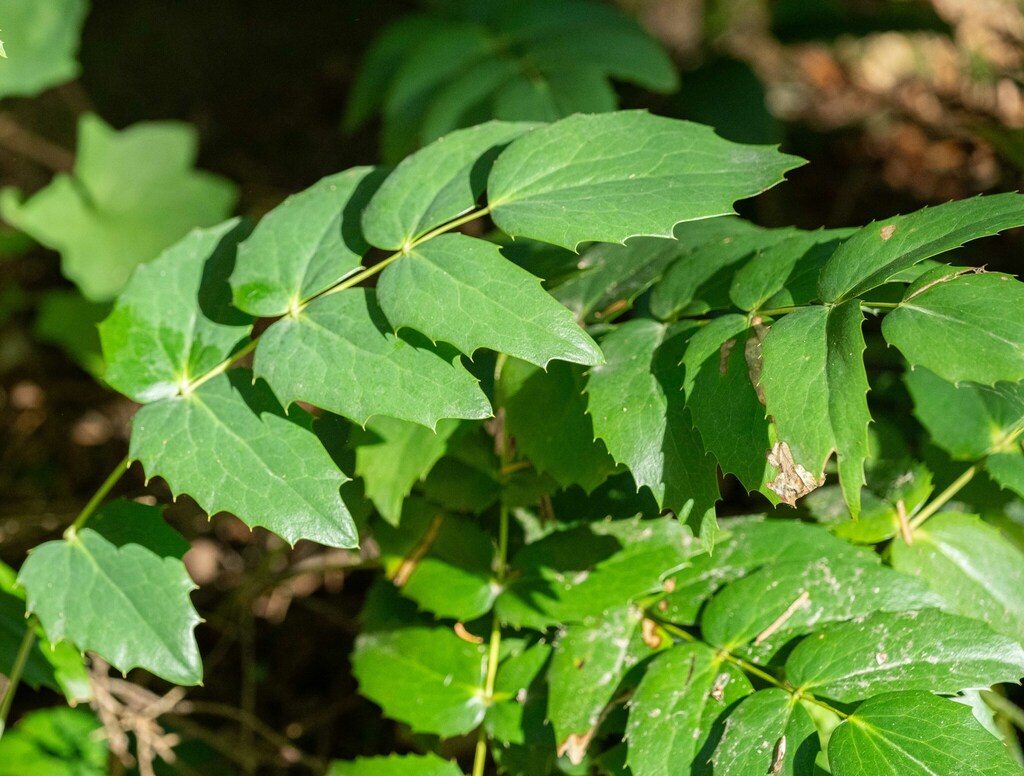 Cascade Oregon-grape from Coquitlam, BC, Canada on August 3, 2024 at 10 ...