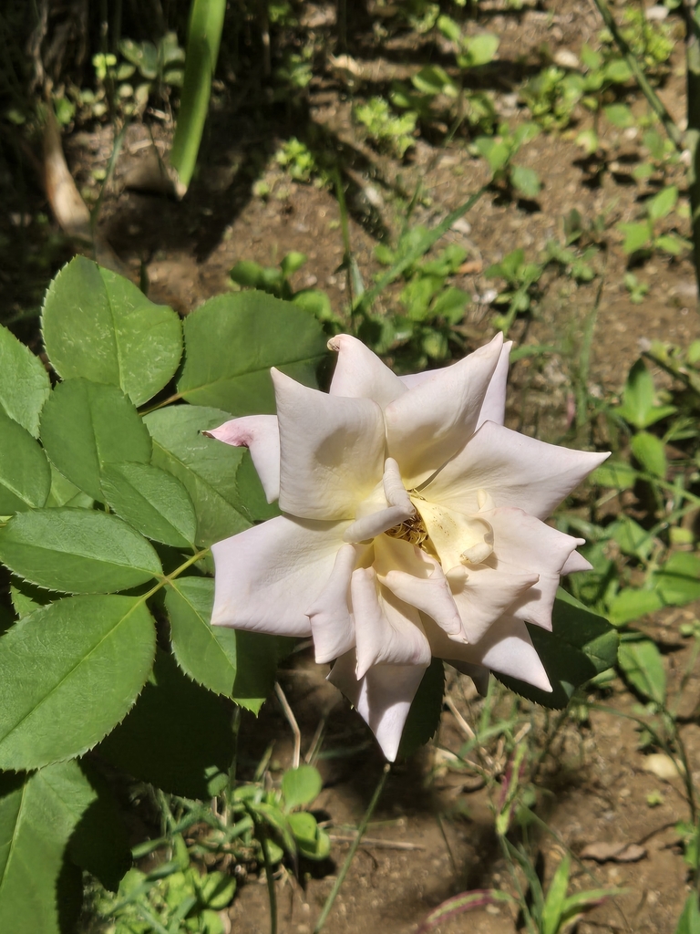 roses from 4HW6+W9X, Vieques, 00765, Puerto Rico on August 5, 2024 at ...