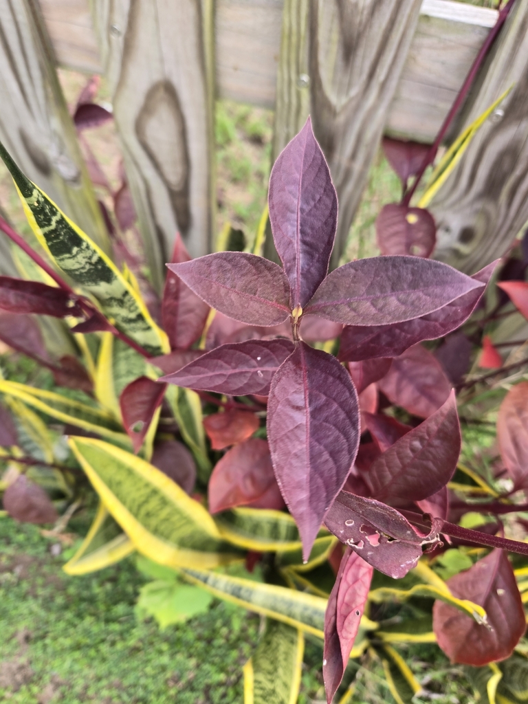 Ruby Leaf from 3GX5+CFM, Vieques 00765, Puerto Rico on August 5, 2024 ...