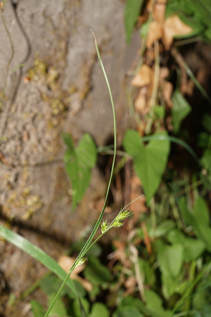 slender-footed sedge from Libby Rd NE, Olympia, WA, US on August 05 ...