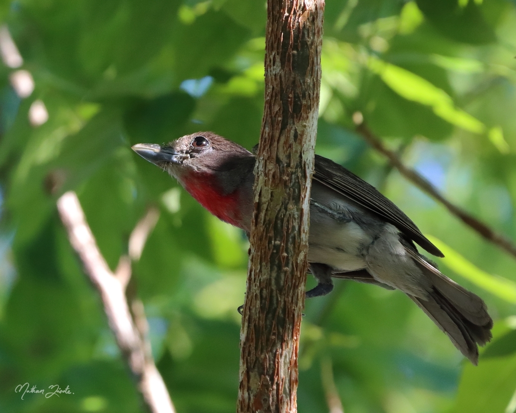 Rose-throated Becard from 77130 Q.R., México on June 7, 2024 at 05:00 ...