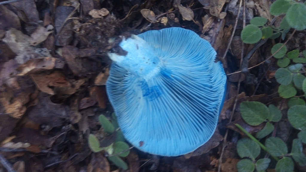 Hongo azul desde San Vicente Nuñú, Oax., México el 03 de agosto de 2024 ...