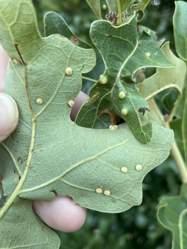 oak flake gall wasp from Escalante Ave, Fort Worth, TX, US on August 5 ...