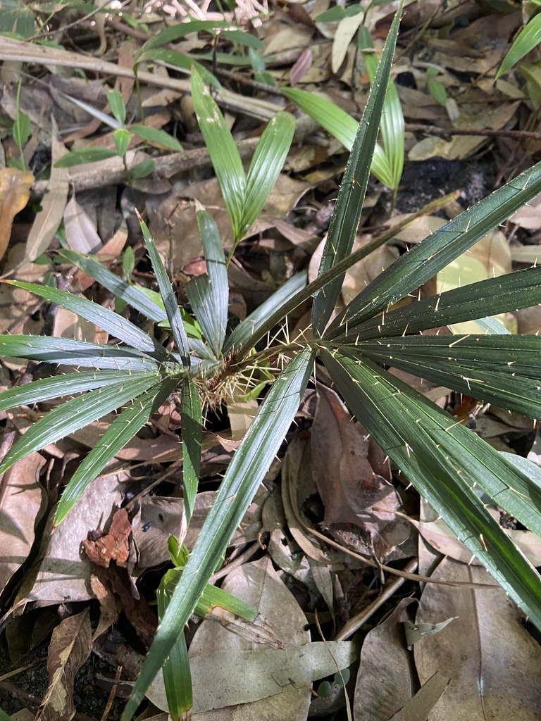 Rattan palms from Booderee Botanic Gardens, Wreck Bay, Jervis Bay ...