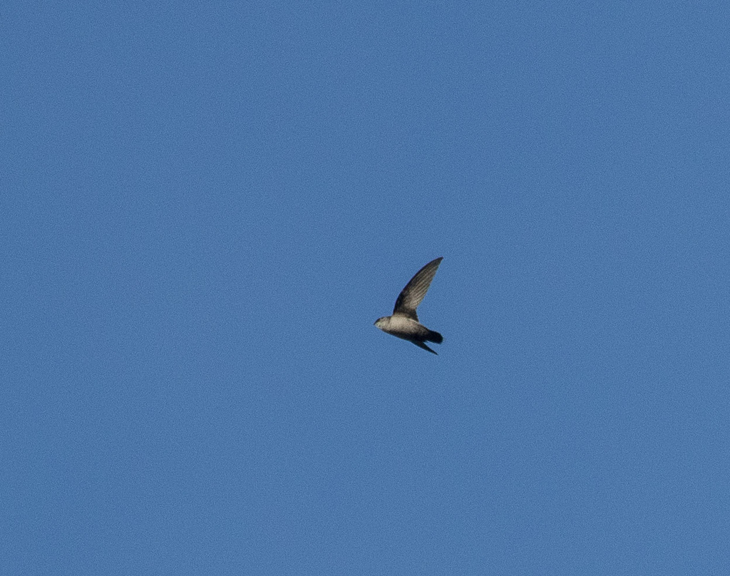 Gray-rumped Swift from Camacan - BA, Brasil on July 21, 2024 at 08:24 ...