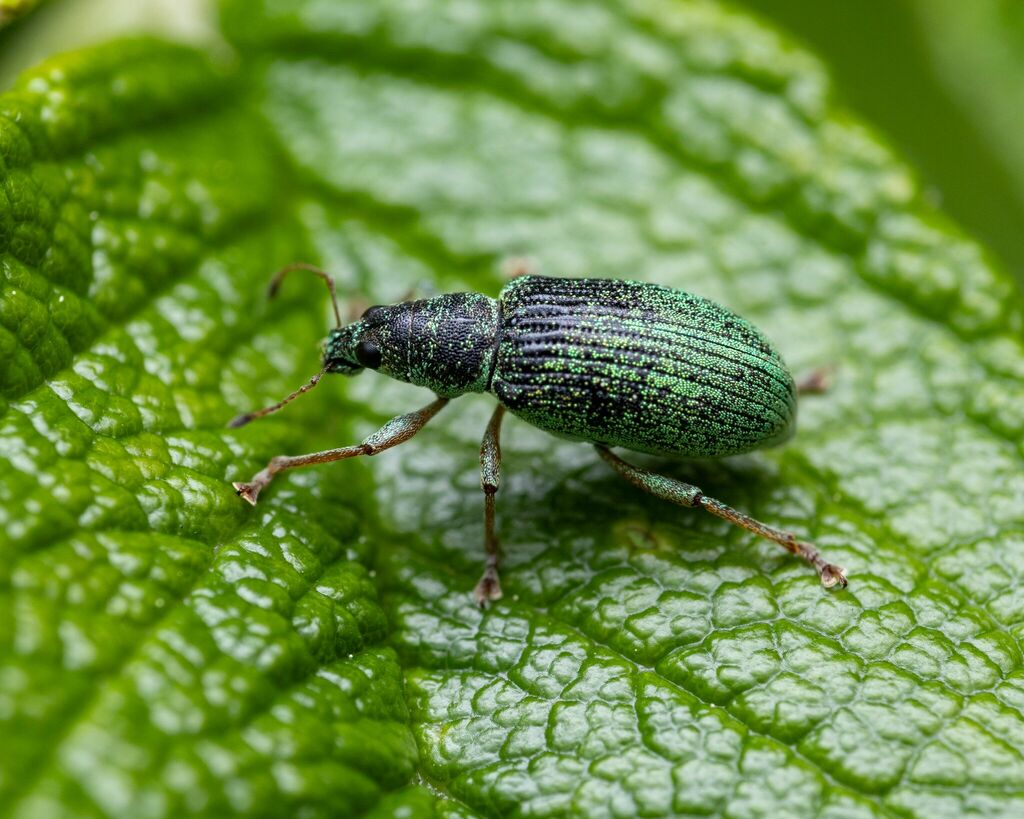 Green Immigrant Leaf Weevil from Nepean, Ontario, Canada on June 15 ...