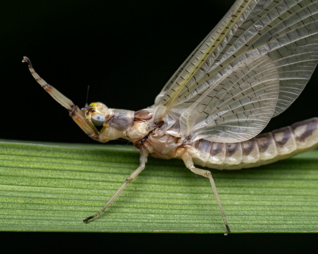 Giant Mayfly from Nepean, Ontario, Canada on June 15, 2024 at 06:15 PM ...