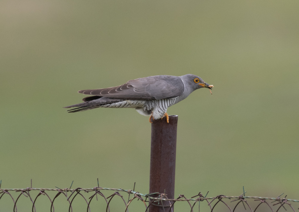 Common Cuckoo from Bayandelger, Töv, Mongolia on July 9, 2024 at 12:55 ...