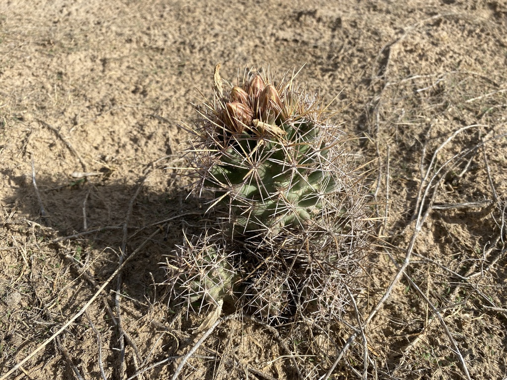 Long-tubercled Cory Cactus in August 2024 by josecarloscervantes ...