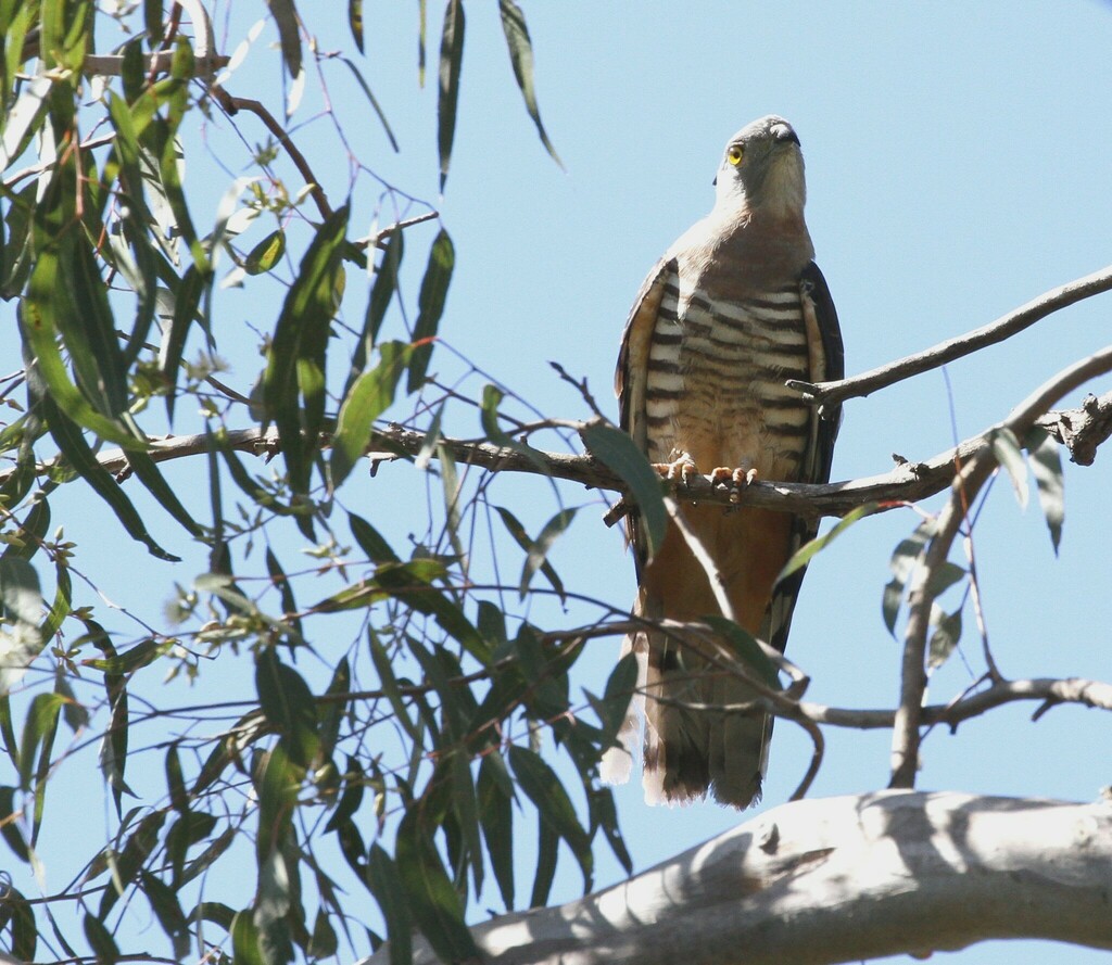 Pacific Baza from Gold Coast QLD, Australia on July 31, 2024 at 12:54 ...