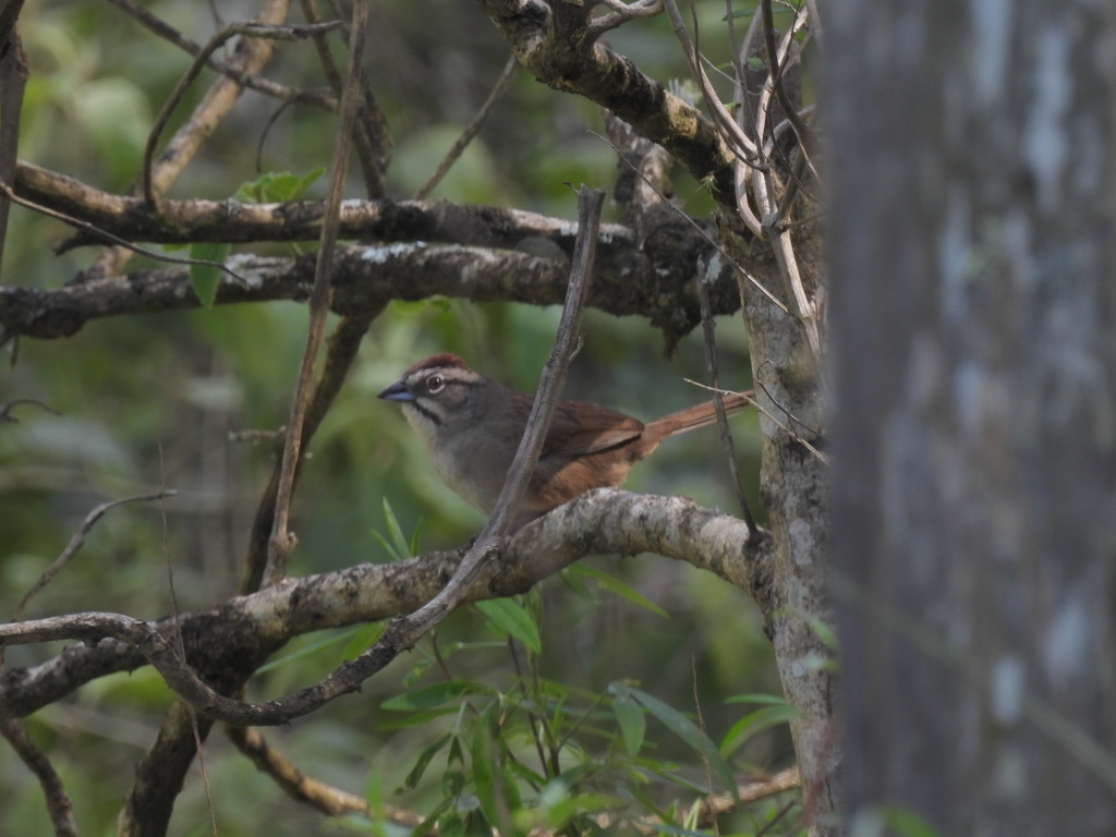 Rusty Sparrow from San Pablo Coatlán, Oax., México on August 1, 2024 at ...