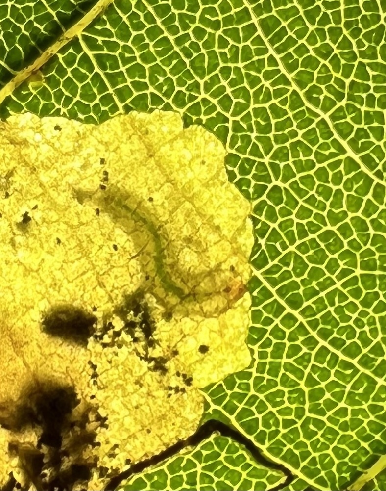 Ectoedemia trinotata in August 2024 by privatenoaccess. 1 leaf, 4 mines ...