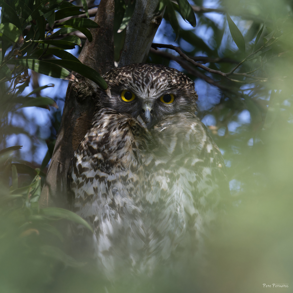 Powerful Owl in August 2024 by Pete Petinatos · iNaturalist