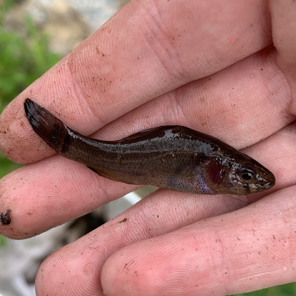 Eastern Pirate Perch (Freshwater Fishes of the New Jersey Pine Barrens ...