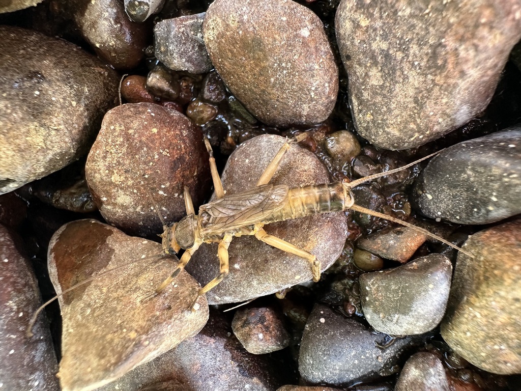 Shortwing Stonefly from King County, WA, USA on August 04, 2024 at 01:00 PM by Darin J McGuire ...