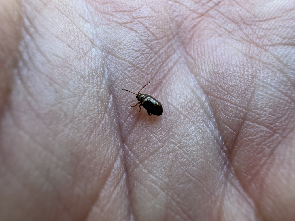 Flea Beetles from King County, WA, USA on August 4, 2024 at 01:12 PM by ...
